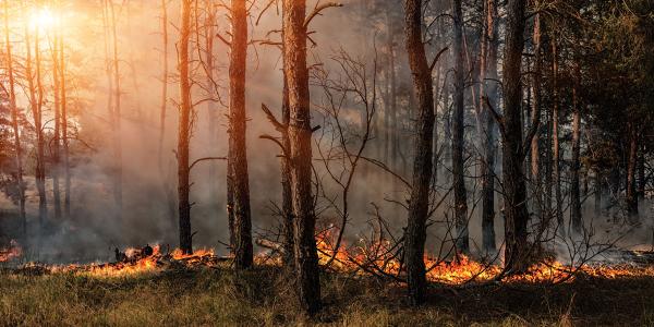 Insuring Against Wildfire Damage | Bessemer Trust